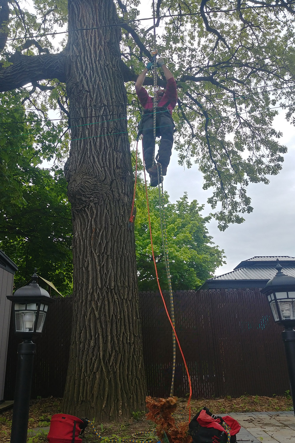 Service d'élagage d'arbres sur la Rive-Sud et environs - Arbreiz Élagage